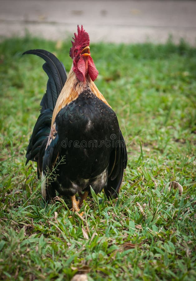 Rooster Koh Samui Stock Photos - Free & Royalty-Free Stock Photos from ...