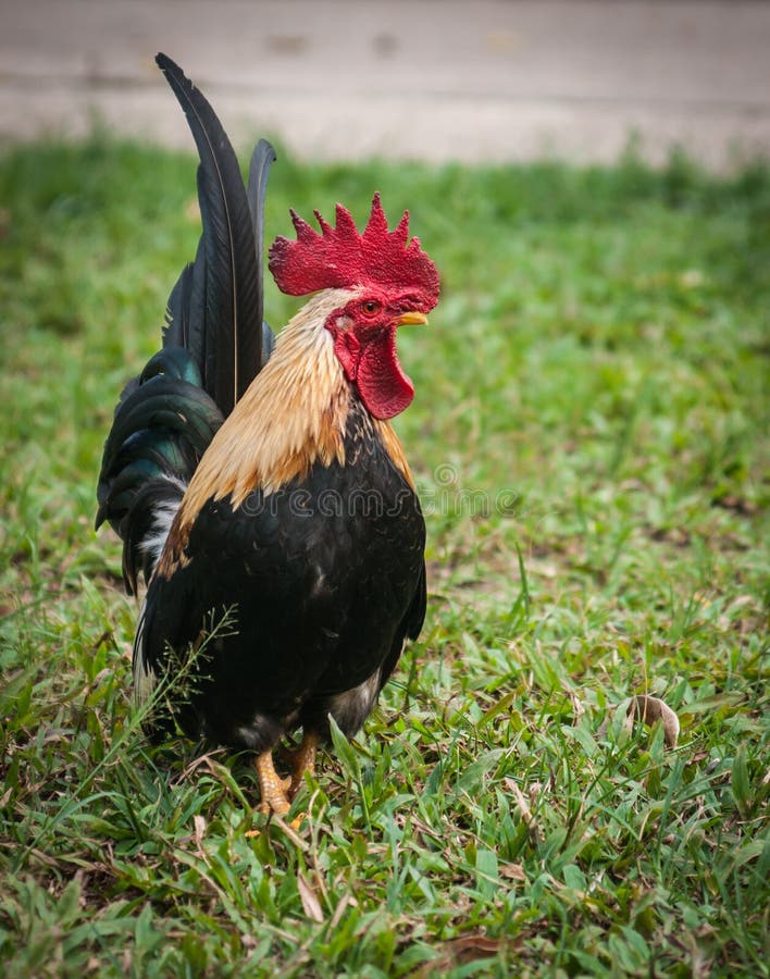 Rooster Koh Samui Stock Photos - Free & Royalty-Free Stock Photos from ...