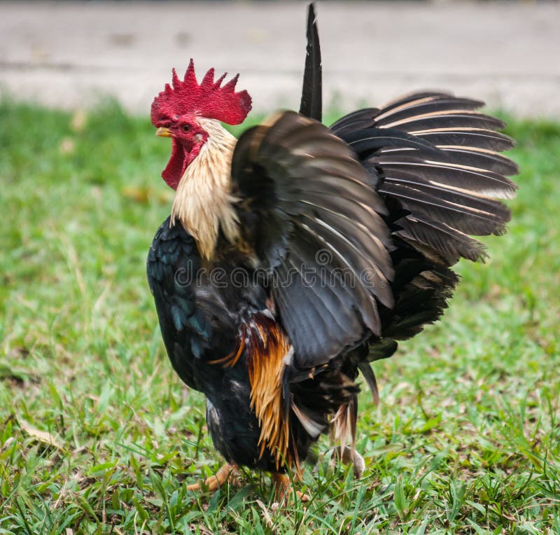 Rooster Koh Samui Stock Photos - Free & Royalty-Free Stock Photos from ...
