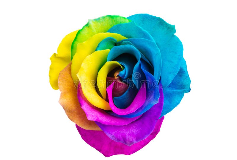 Multicolored rose isolated stock photo. Image of wallpaper - 215712622