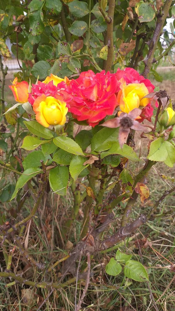 Multicolored Rose in the Same Stam! Stock Photo - Image of plant, rose ...