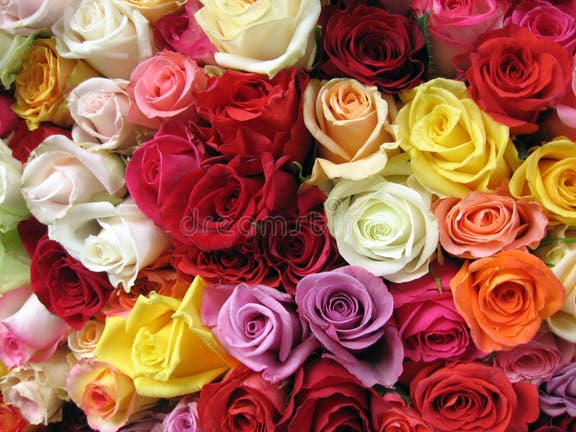 Multicolored Roses stock photo. Image of bright, color - 708424