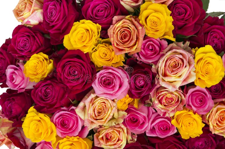Multicolored roses stock image. Image of delicate, pink - 39721193
