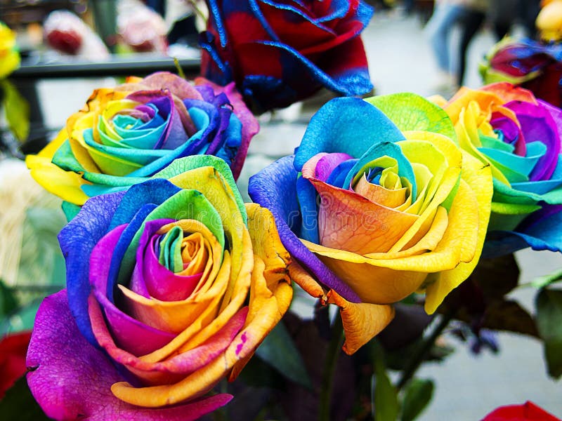 Unique rainbow roses stock image. Image of elegant, flowers - 5065111
