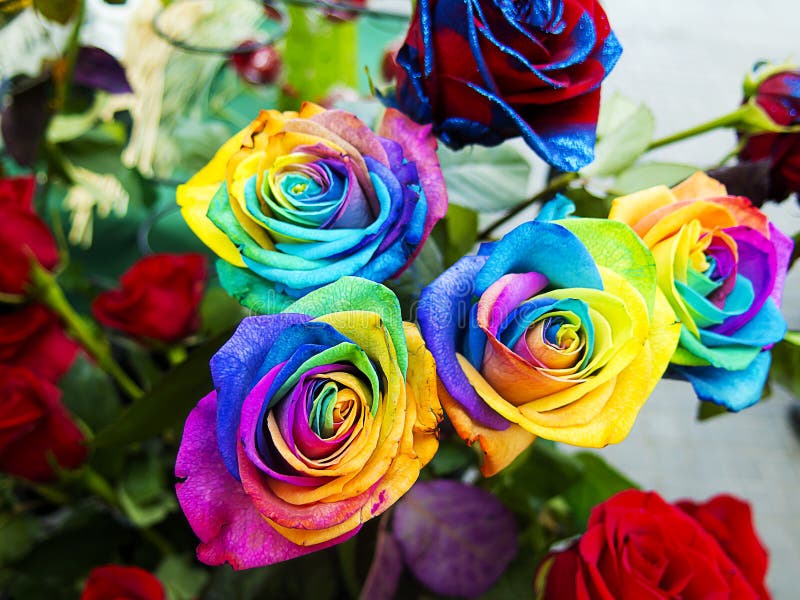 Unique rainbow roses stock image. Image of elegant, flowers - 5065111