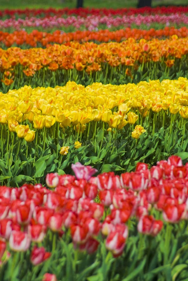 Multicolored Rows of Flowers Stock Photo - Image of blur, blooming: 4335920