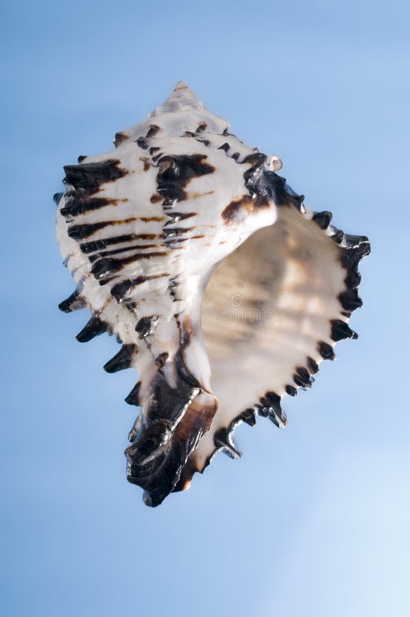 Multicolored Sea Shell on a Blue Background. Stock Photo - Image of ...