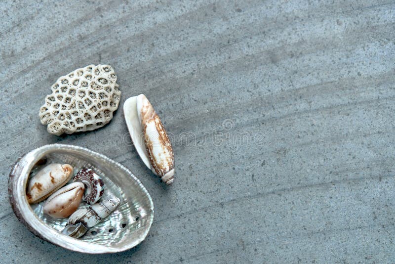 Multicolored Sea Shells Lying on a Stone Textured Slab Stock Photo ...