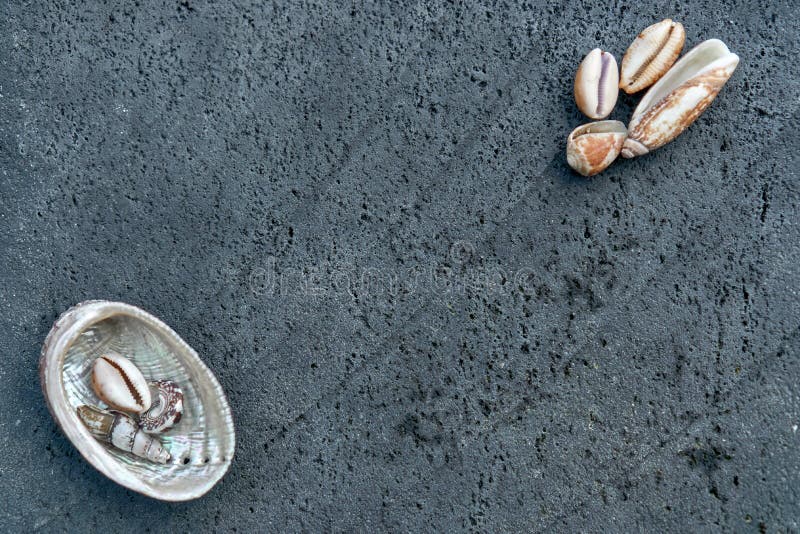 Multicolored Sea Shells Lying on a Stone Textured Slab Stock Image ...
