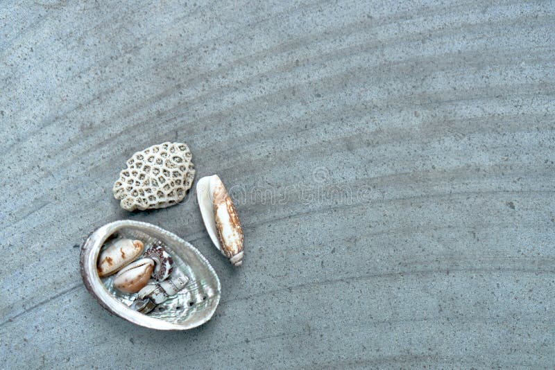 Multicolored Sea Shells Lying on a Stone Textured Slab Stock Image ...