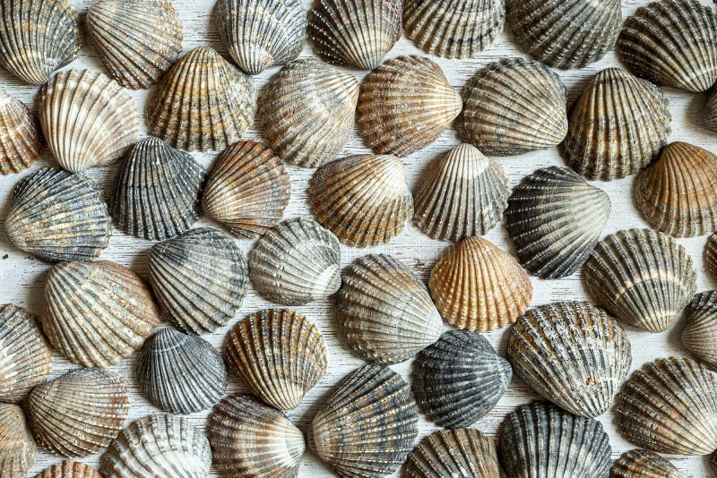 Multicolored Seashells Top View Stock Image - Image of nature, colorful ...