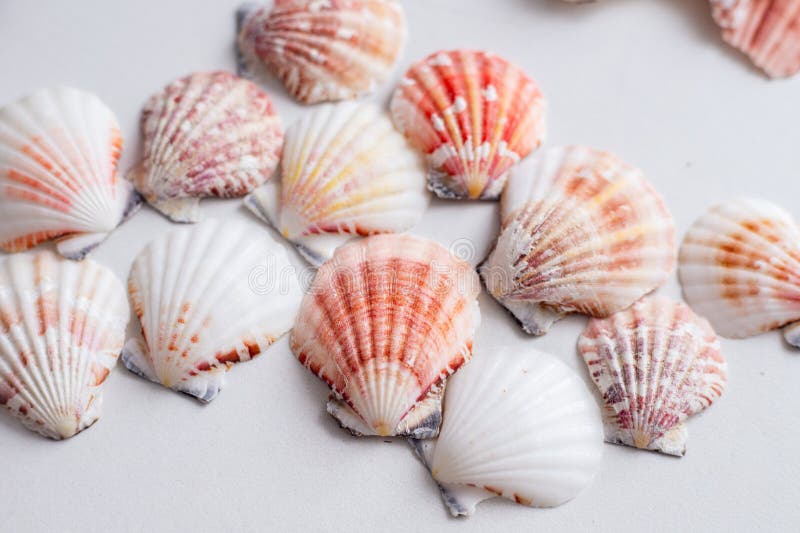 Multicolored Seashells on a White Surface. Seashells Top View Stock ...