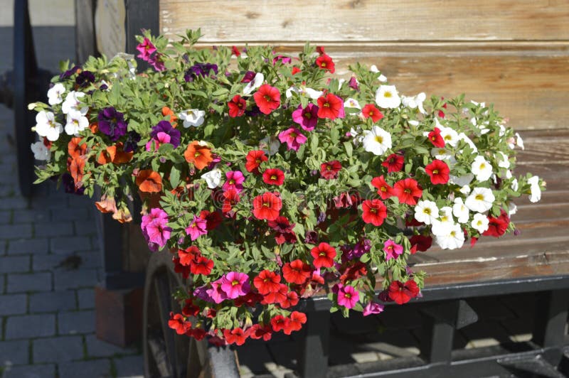 Multicolored Spring Flowers , Stock Image - Image of spring, nature ...