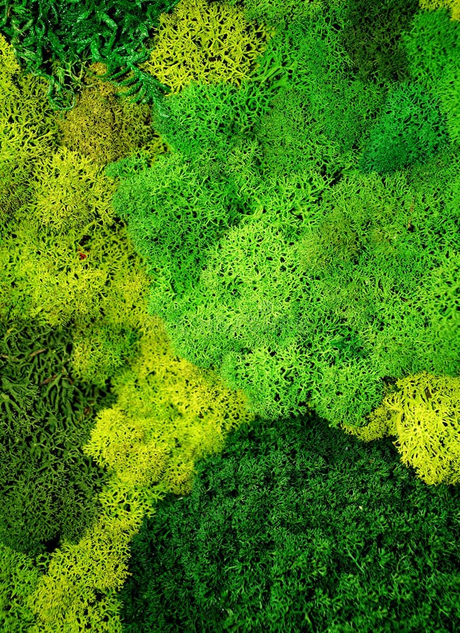 Multicolored Stabilized Moss Texture for Background Stock Photo - Image ...