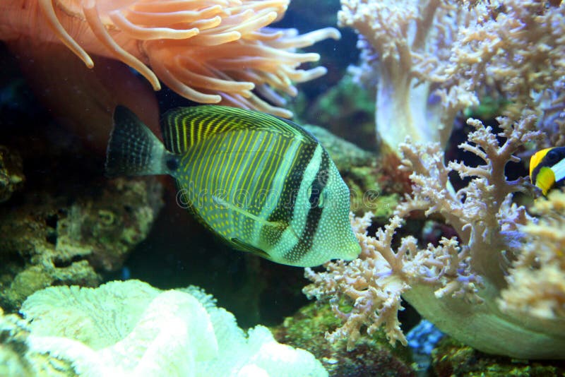 Multicolored Striped Fish Floating Amidst Large Algae and Corals Stock ...