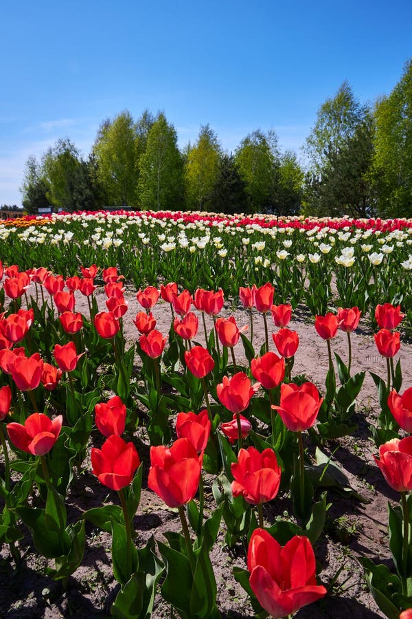 Multicolored Tulips Field. Vertical Photo Stock Photo - Image of ...