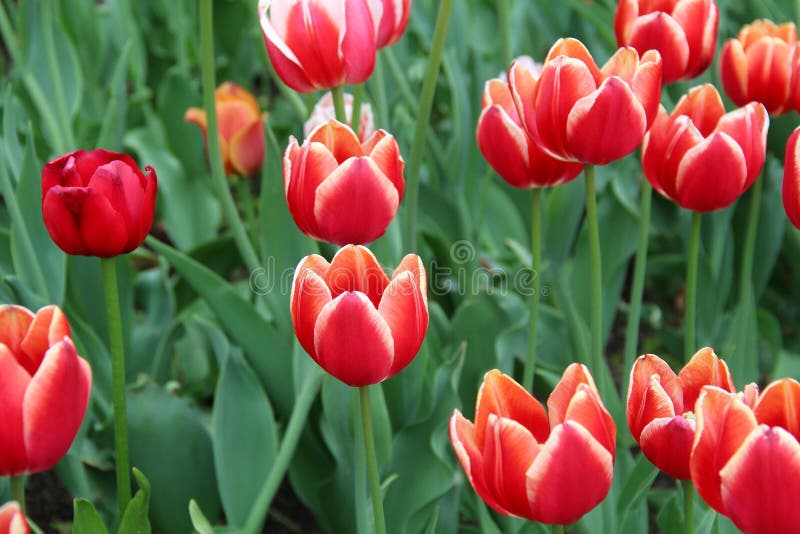 Tulips in nature nine stock image. Image of summer, grass - 149211443