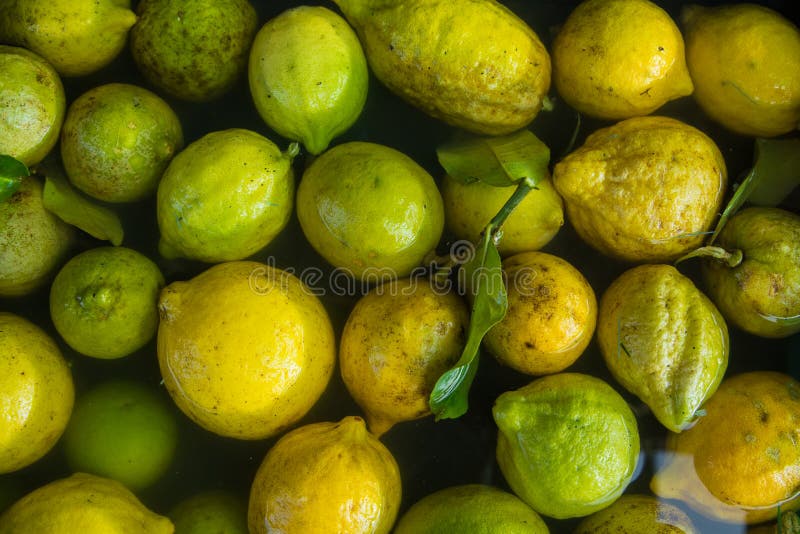 Multicolored Uneven Skinned Lemons Float on the Water. Stock Image ...