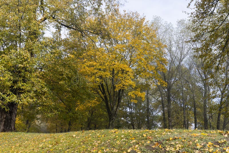 Multicolored Yellowing Maple Foliage during Leaf Fall Stock Image ...