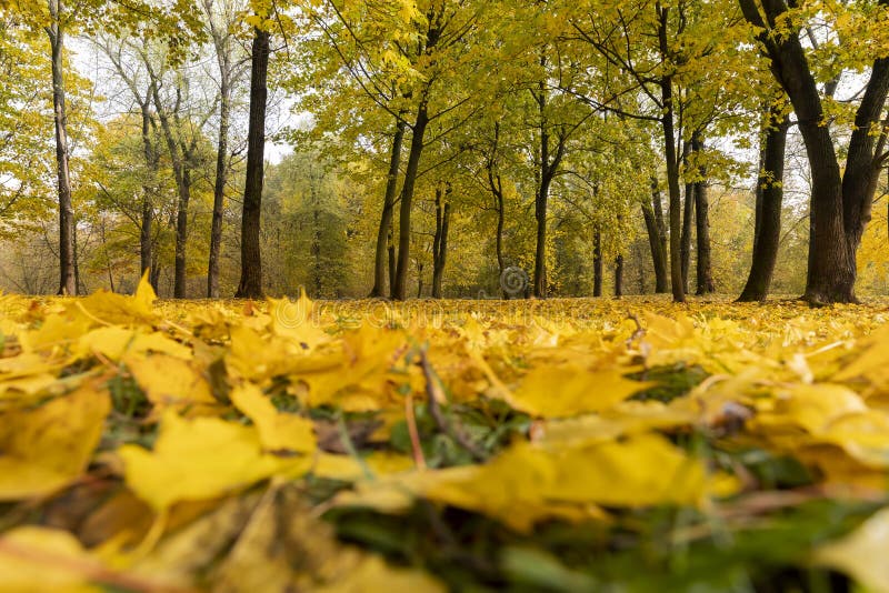 Multicolored Yellowing Maple Foliage during Leaf Fall Stock Photo ...
