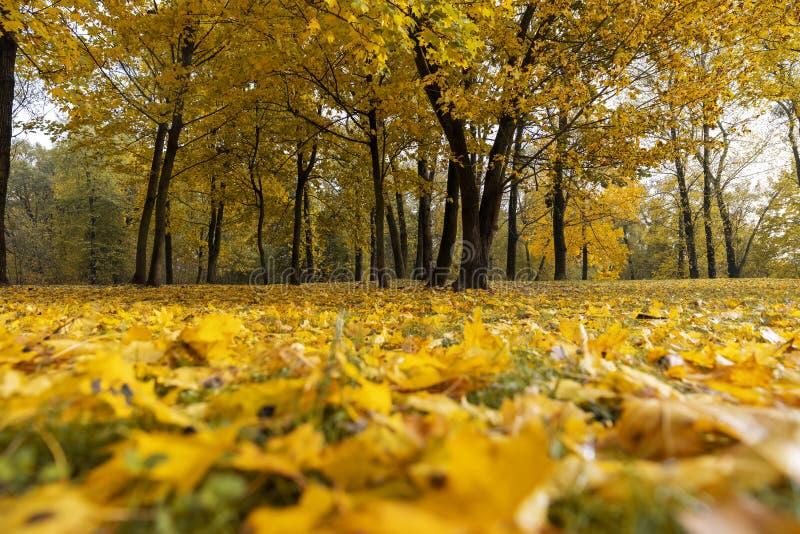 Multicolored Yellowing Maple Foliage during Leaf Fall Stock Photo ...
