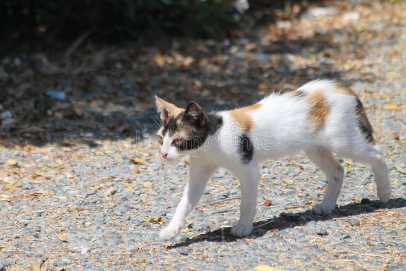 Cute walking cat stock photo. Image of close, shadow - 130378544