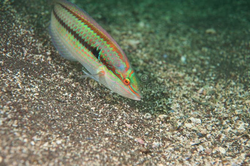 Multicolorfin rainbowfish stock photo. Image of sand - 22524618