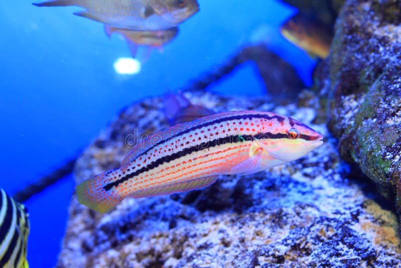Multicolorfin rainbowfish stock image. Image of rainbowfish - 42980531