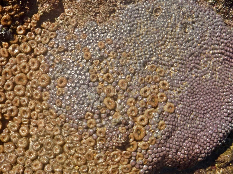 Sea Sponge in Rock Pool stock photo. Image of austrlalia - 85056810