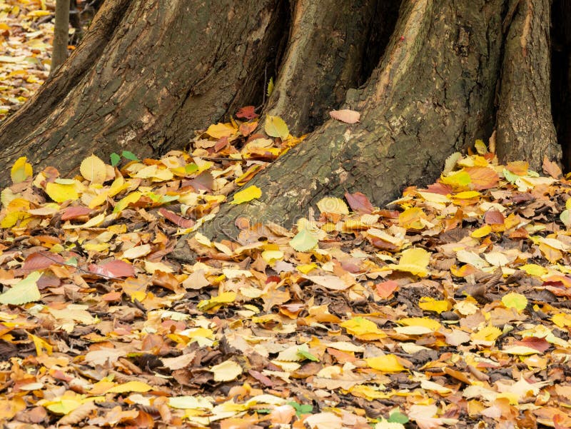 Fallen Leaves Under a Tree at the Lakeside in Autumn Stock Image ...