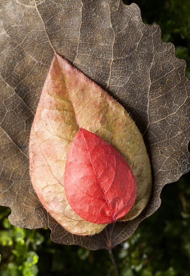 Multicoloured forest floor stock photo. Image of forest - 107496868