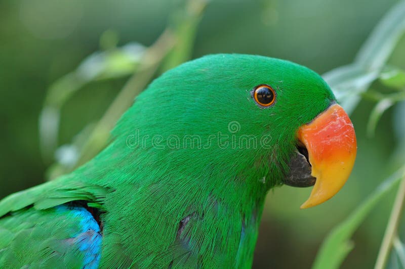 Multicoloured lori parrot stock image. Image of blur, elegant - 1028841