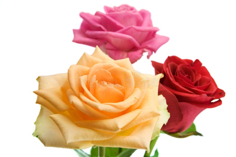 Multicoloured roses stock image. Image of aroma, glamor - 28382743