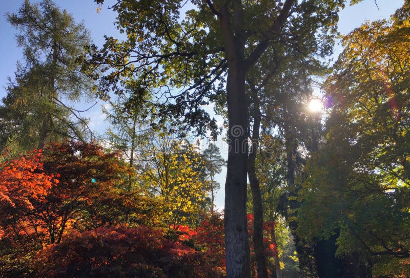 Multicoloured Trees with Sky Stock Image - Image of multicoloured ...