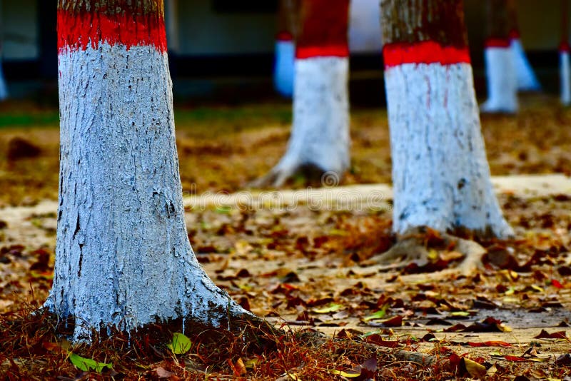Multicolours Painted on Bottom Part of Trees Stock Image - Image of ...