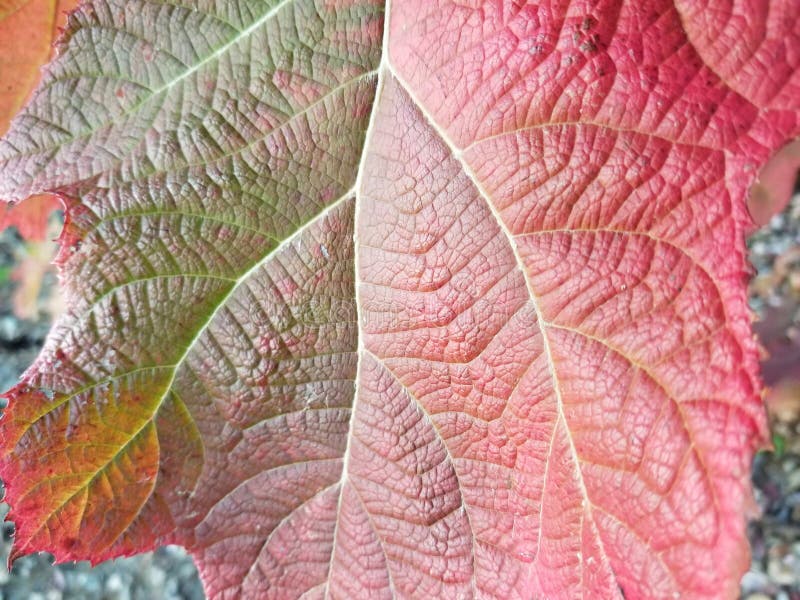 Multifaceted Fall Color on Oakleaf Hydrangea Stock Image - Image of ...