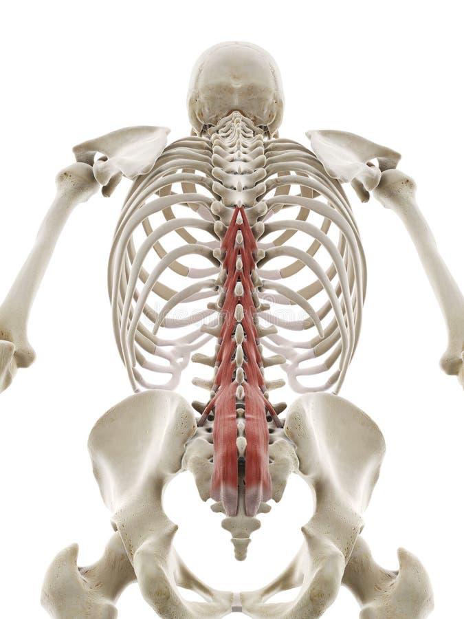 The multifidus stock illustration. Illustration of rendering - 56287088