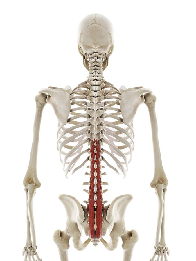 The multifidus stock illustration. Illustration of multifidus - 162290213