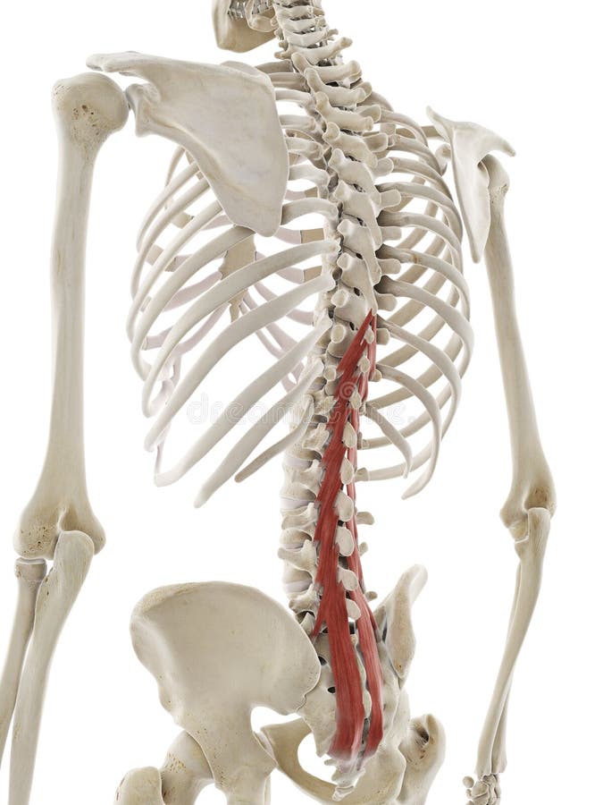 The multifidus stock illustration. Illustration of rendering - 56287088