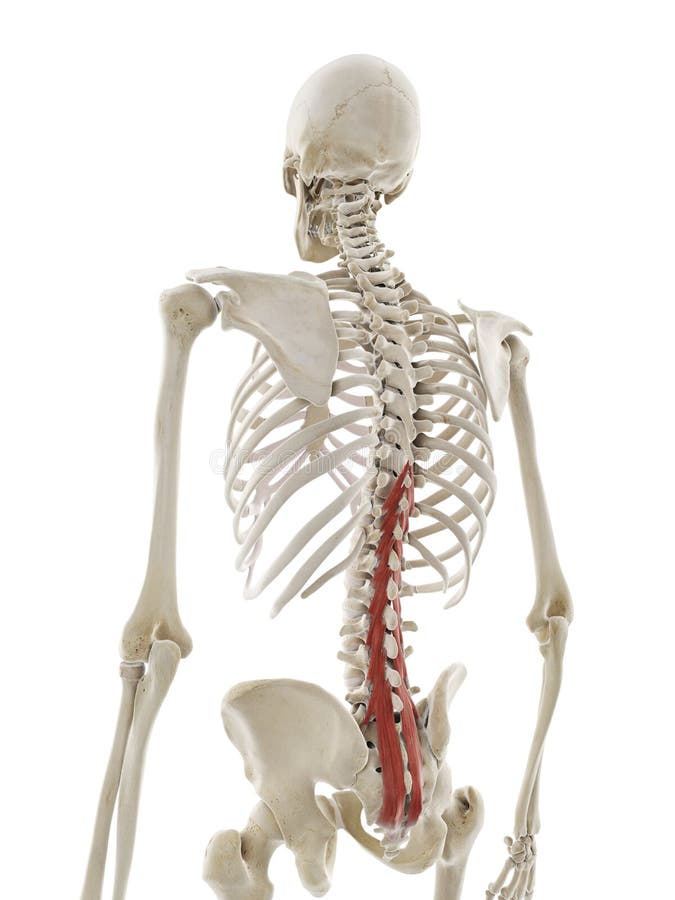 The multifidus stock illustration. Illustration of rendering - 56287088