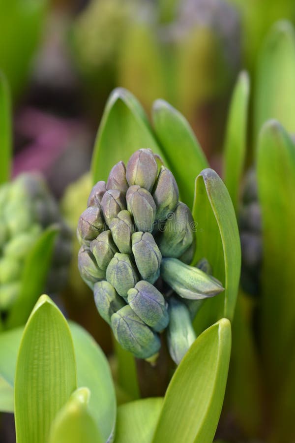 Multiflora Hyacinth Blue stock image. Image of spring - 190430499