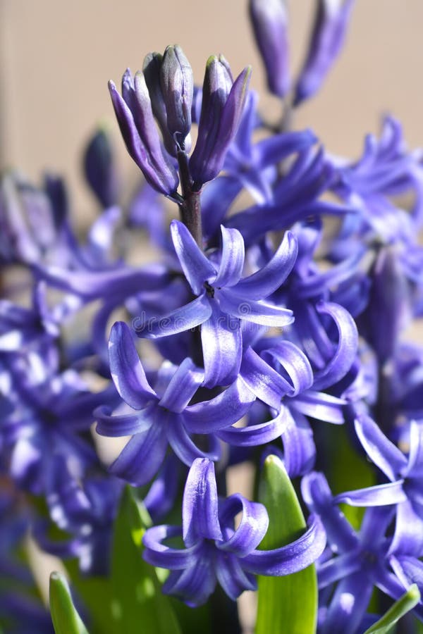 Multiflora Hyacinth Blue stock image. Image of hyacinthus - 202365685