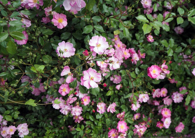Multiflora rosa stock photo. Image of cultivated, shrub - 279931184