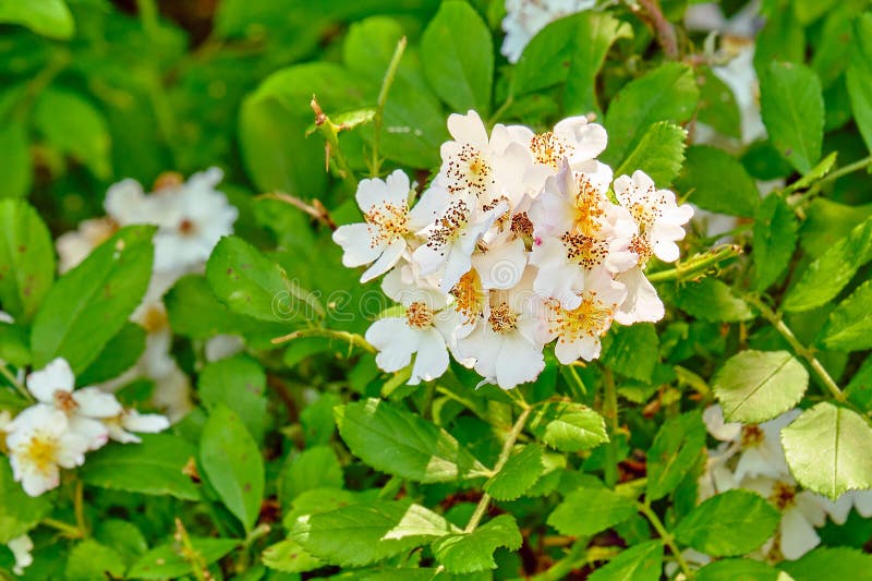 Multiflora Rose (rosa Multiflora) Stock Photo - Image of flower, wild ...