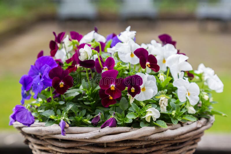 Multii Colored Viola in a Basket Stock Photo - Image of card, beauty ...