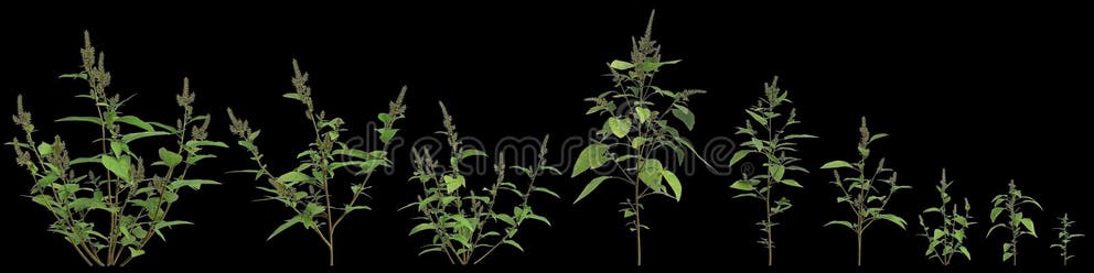 Viridis Grass Stock Illustrations – 109 Viridis Grass Stock ...