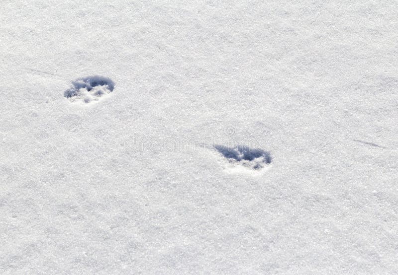 Multiple Animal Footprints on the Snow. Wildlife Stock Photo - Image of ...
