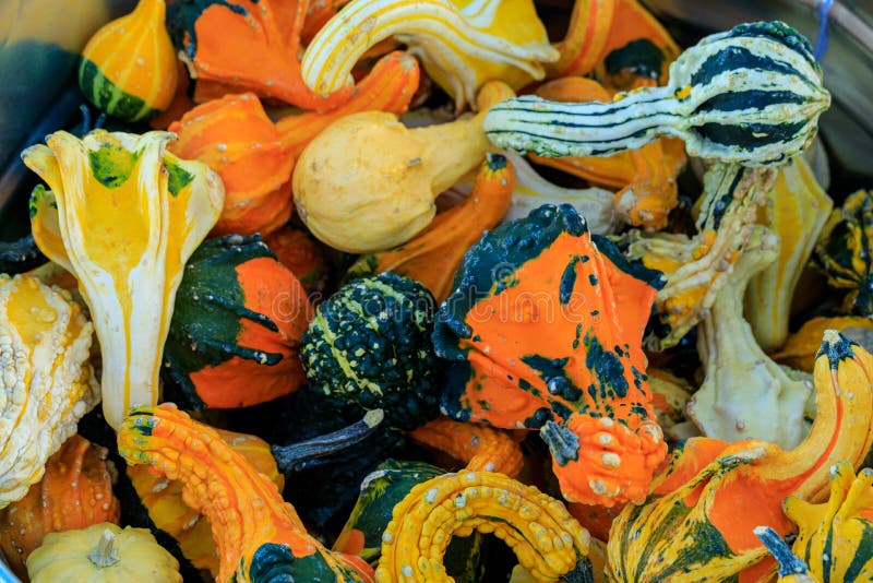 Assorted Gourds stock image. Image of season, squash - 101132207
