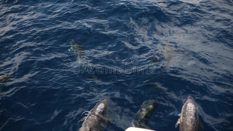 Multiple Atlantic Dolphins Jumping in the Ocean Stock Footage - Video ...