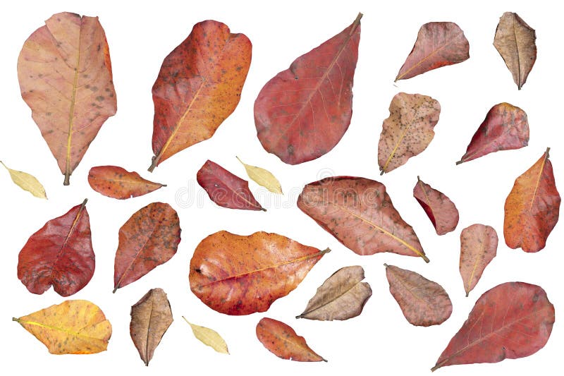 Multiple Autumn Leaves Isolated on White Background Stock Image - Image ...